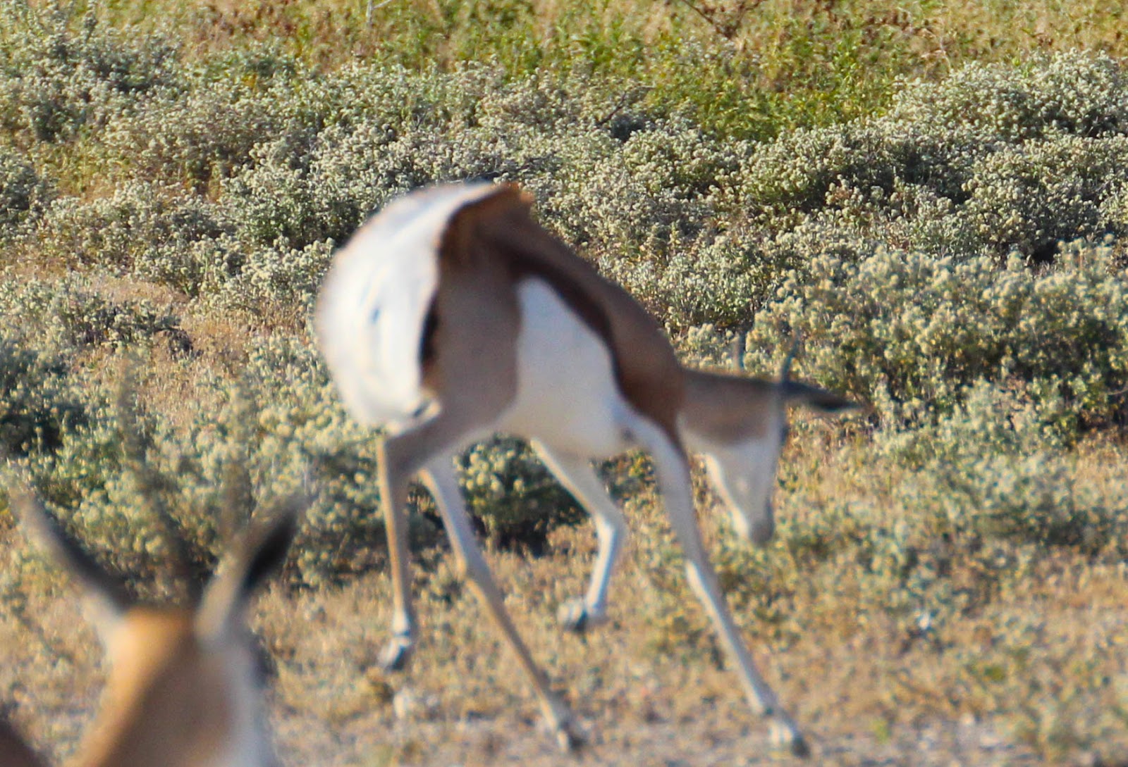 Cannundrums: Kaokoveld Springbok