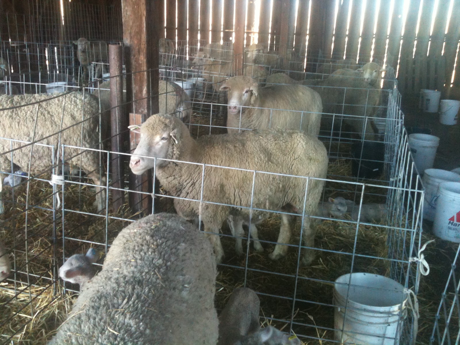 Foothill Agrarian: Lambing on a Large Scale