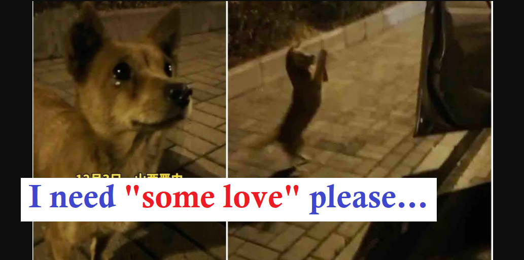Stray dog 'cries' tears of joy after kind stranger feeds him on the street