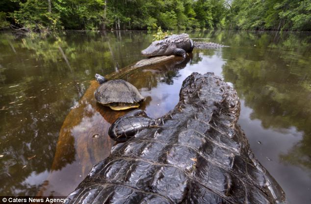 White Wolf : Incredible moment turtle and alligators cosy up together ...