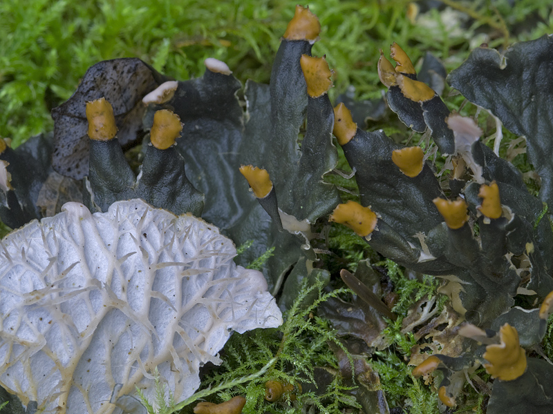 Species of UK: Week 25: Dog Lichen (‘Peltigera’)