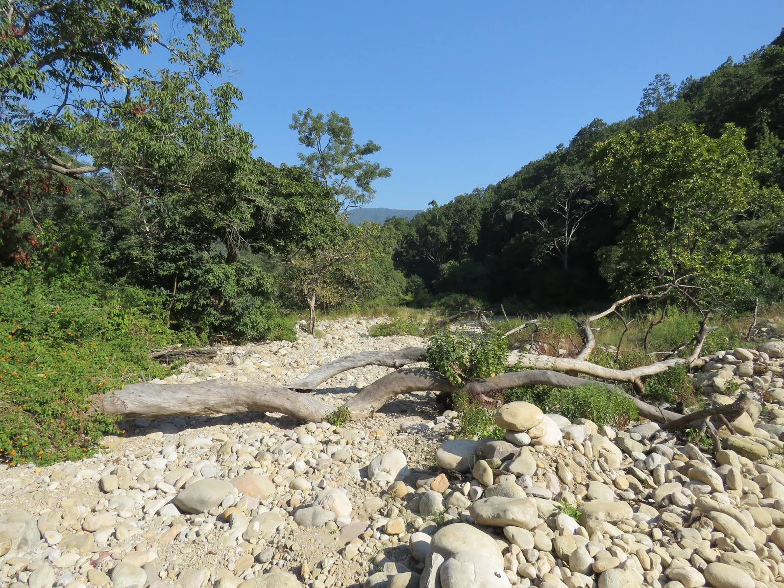 Vasudha Gulyam: Corbett National Park - Safari guide