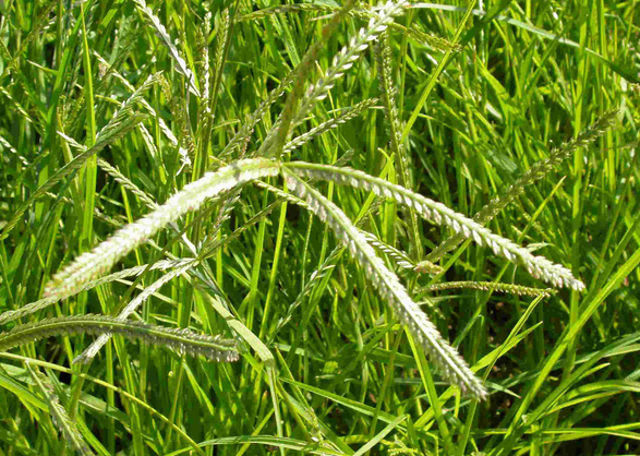 Paragis: What Is This Miracle Grass And What Are Its Benefits? ~ Health ...
