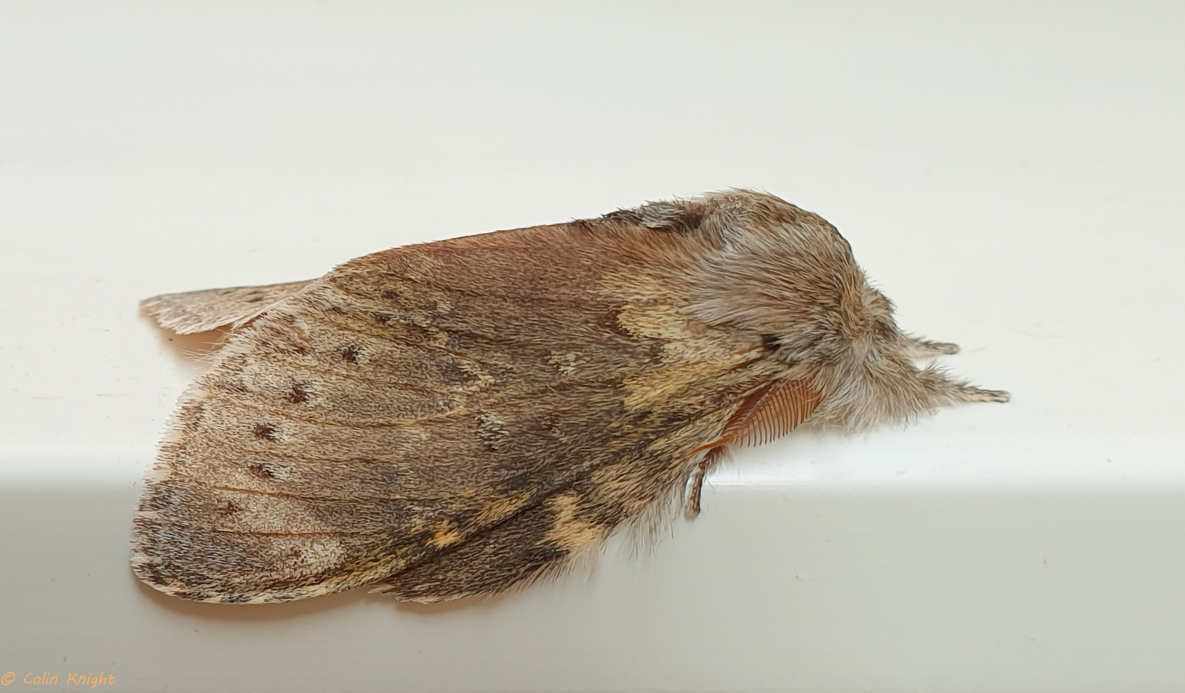 Postcards from Sussex: Small Ranunculus, Lobster Moth, Varied Coronet ...