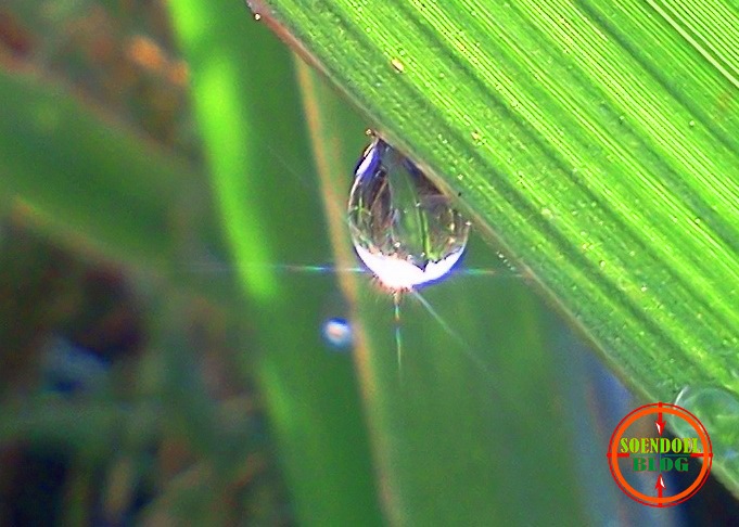Sundul Langit: Beningnya Embun Pagi
