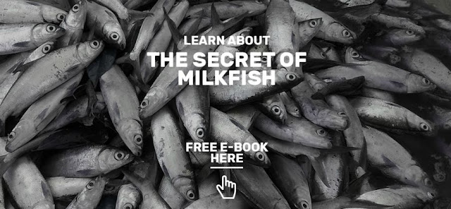 6 Easy Steps How to Fillet a Milkfish Yourself - Milkfish Supplier ...