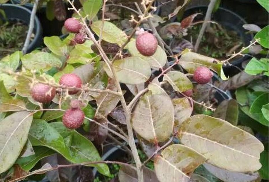 Petani Bibit Kelengkeng Merah Ruby Super Sumatra Selatan - vivitruongz
