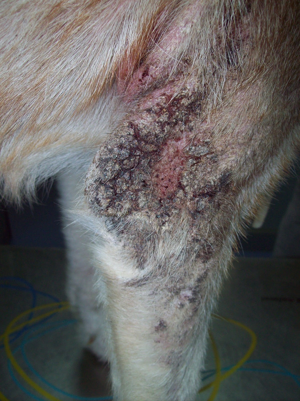 CENTRO VETERINARIO ALJARAFE NORTE: PARASITOS EXTERNOS