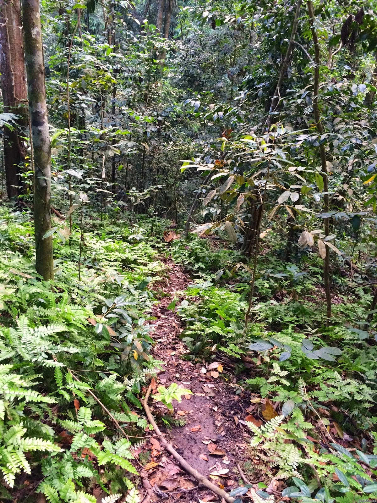 She Does: Singapore Jungle Walk