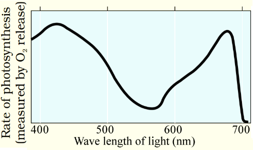 Photosynthesis - Notes | Class 11 | Part 2: Photosynthesis- Site and ...