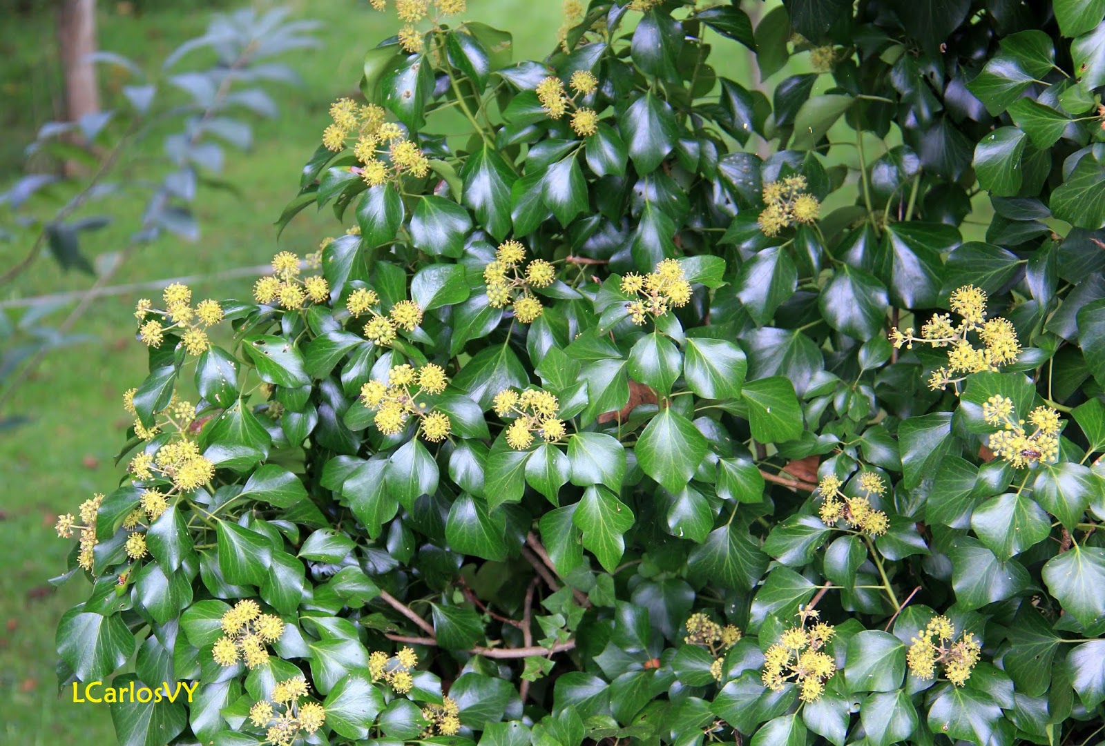 Plantas silvestres de Asturias: Hiedra, yedra, enredadera - Hedera helix