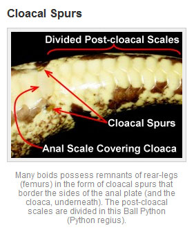 Birds To Dinosaur: Python Vestigial Pelvis, Femur and Spur