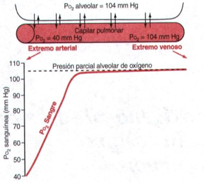 HISTOLOGÍA un enfoque clínico: FISIOLOGÍA RESPIRATORIA 4: TRANSPORTE DE ...