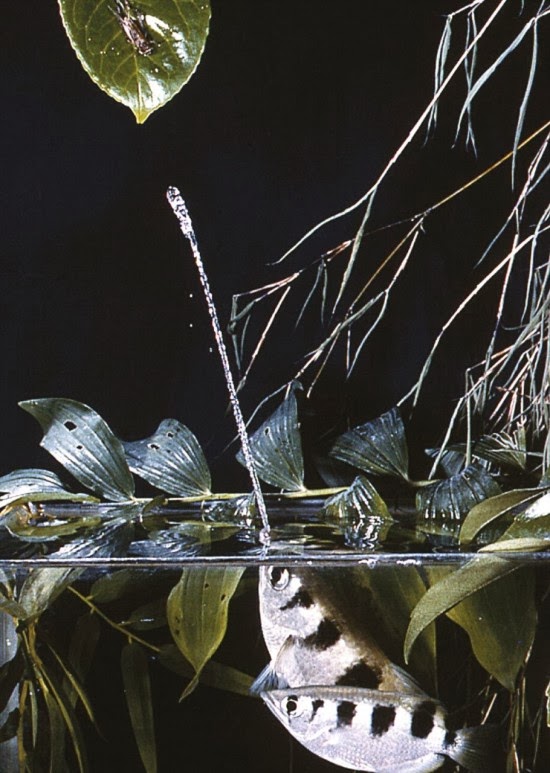 Scientists Resolve the Mystery behind the Spitting of Archer fish ...