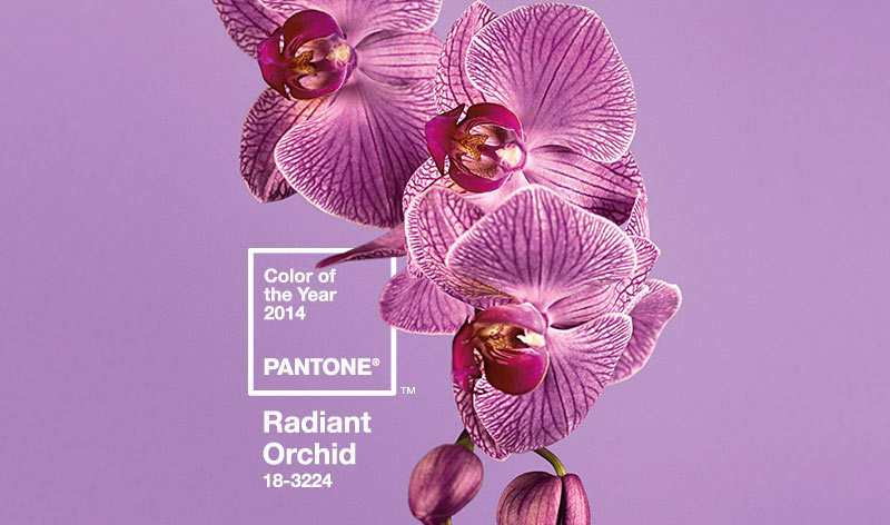 DetalleLogia: Orquidea Radiante - Color Pantone 2014