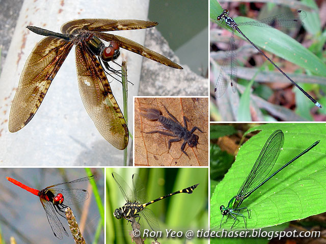 tHE tiDE cHAsER: Insects (Phylum Arthropoda: Class Insecta) of Singapore