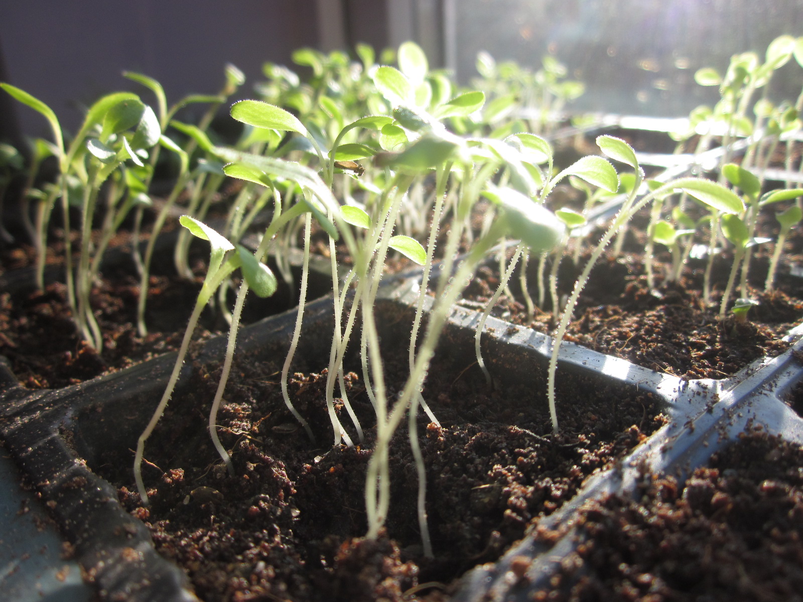 Salad Days: Mastering Lettuce