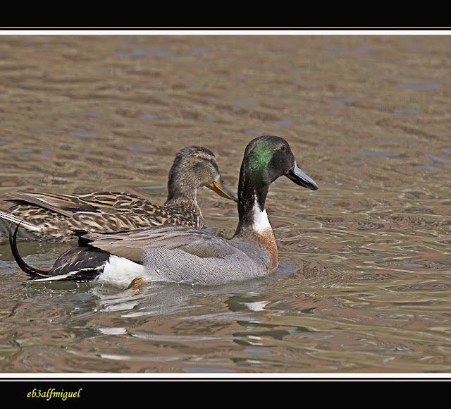 Miguel fotografia: ¿Hibrido o Änade? Rabudo (Anas acuta),