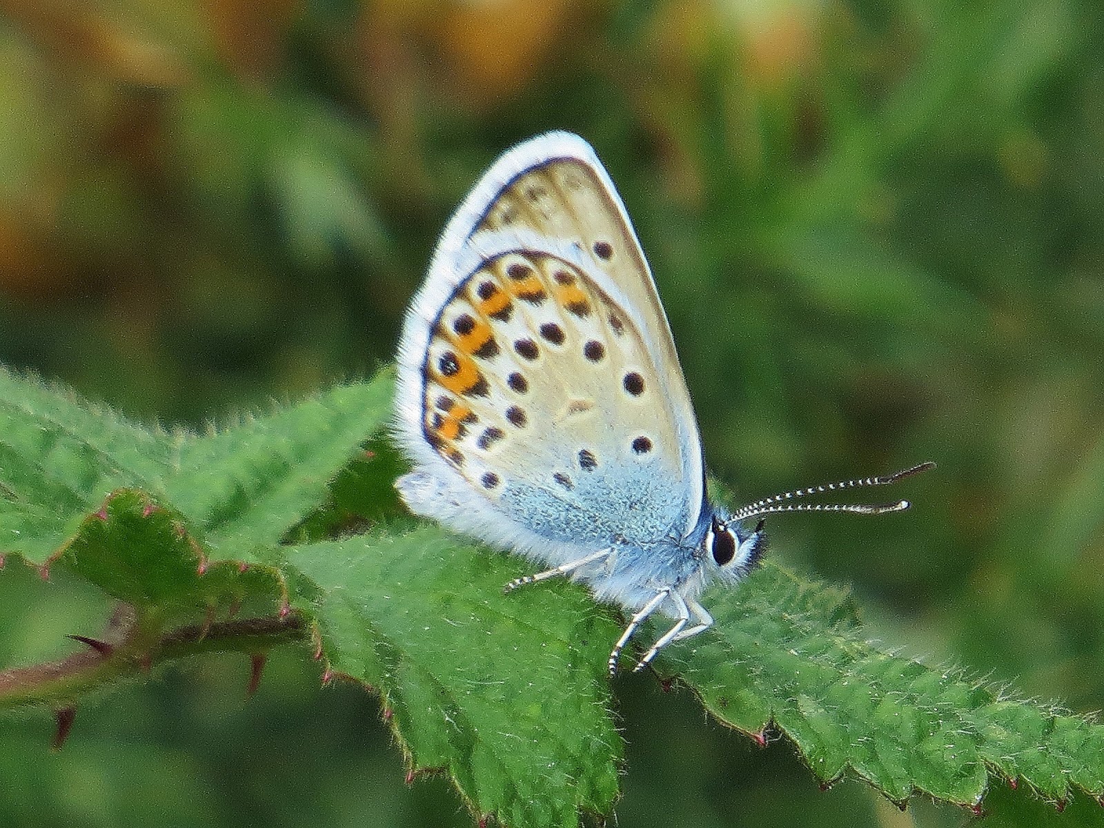 Organicbirder : Lepidoptera
