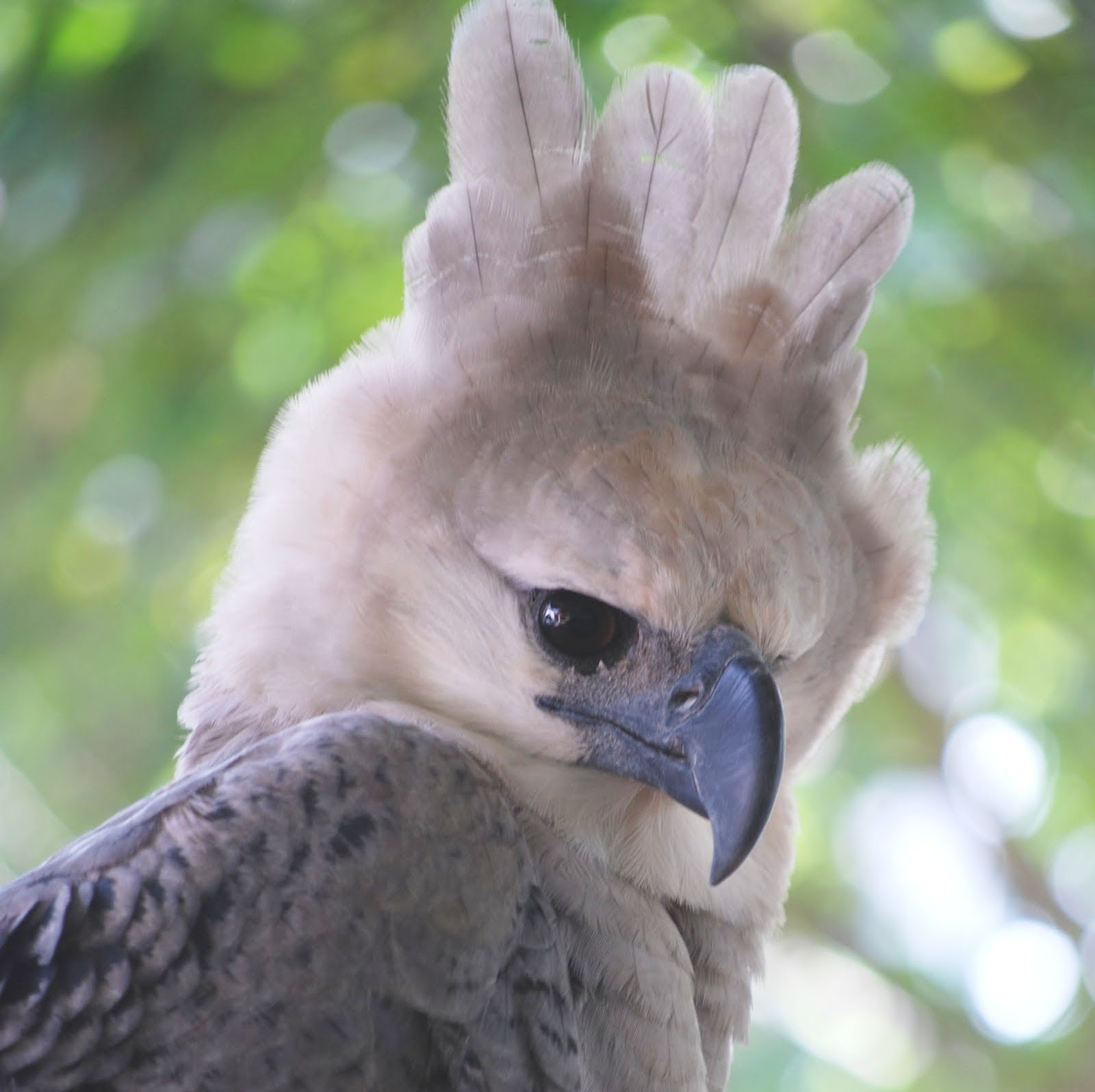 Manda Animali: Arpia!? Altro animale Mitologico tornato in Vita!!!?!...