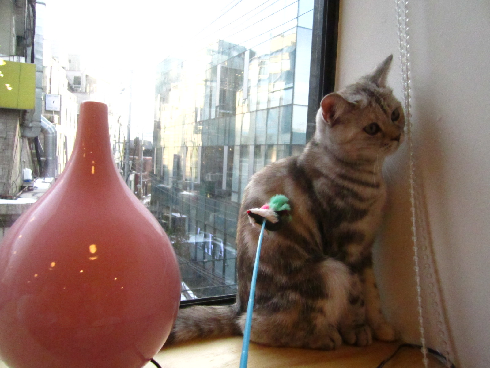 All about Hongdae in Korea: Cat Cafe