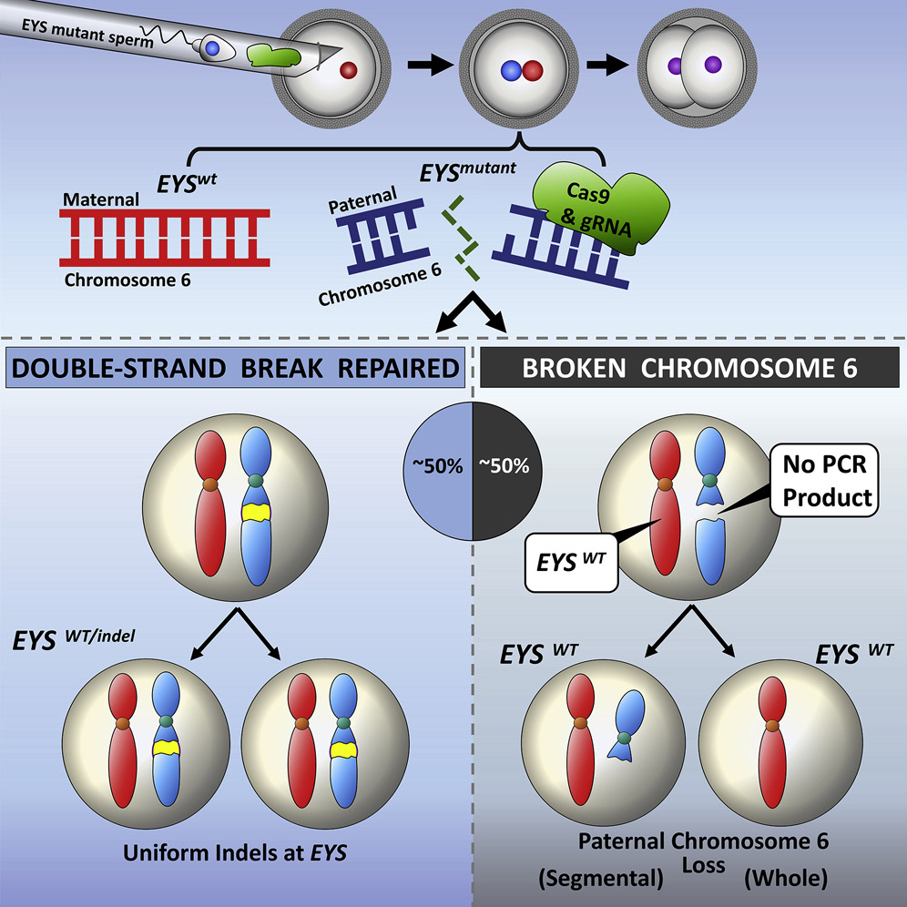 Information Processing: Precision Embryo Genotyping and CRISPR ...