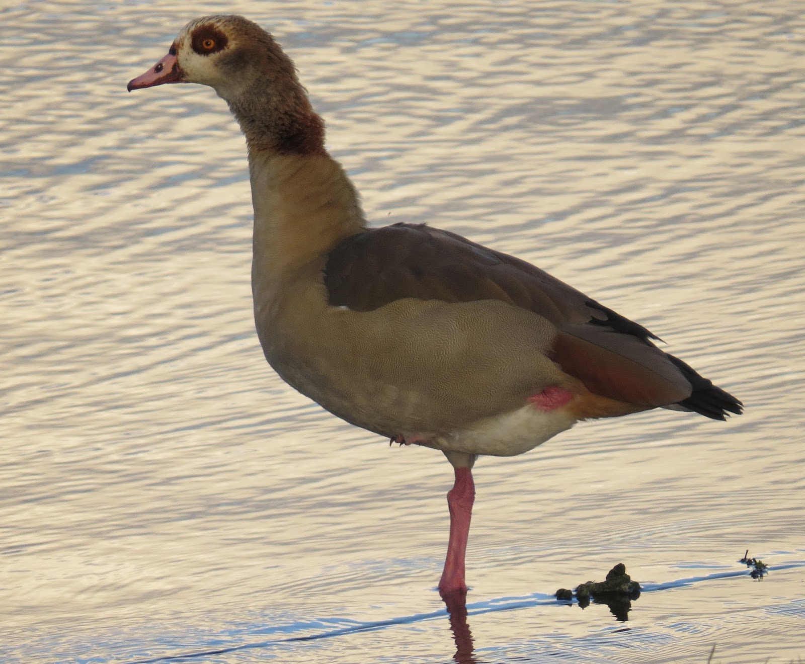 The Autistic Naturalist: Nov 20th Whitlingham Broad
