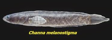 Mahamaya Hiko: Jenis jenis snakehead fish (Channidae family)