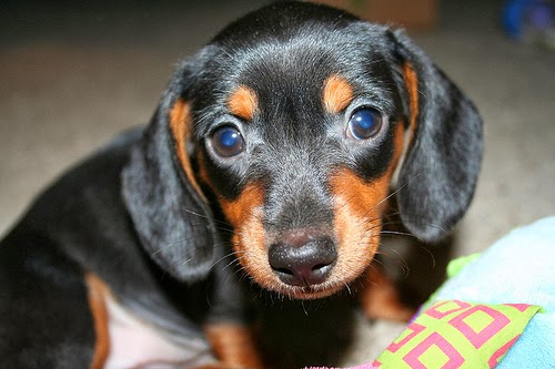 Alice och Rally´s Hundliv