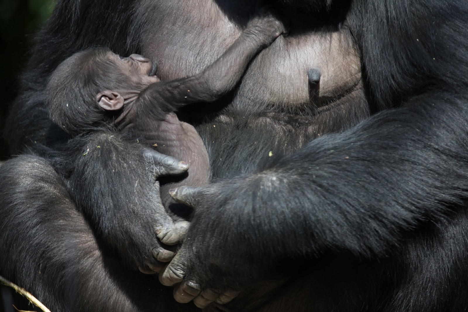 Uzumma and Kwame share new milestones with baby gorilla