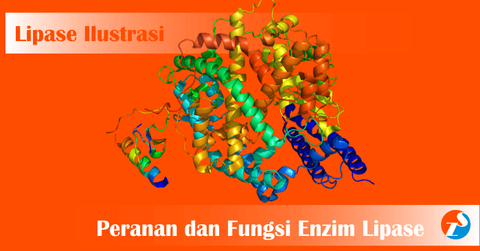 Fungsi dan Peranan Enzim Lipase Pada Alat Pencernaan