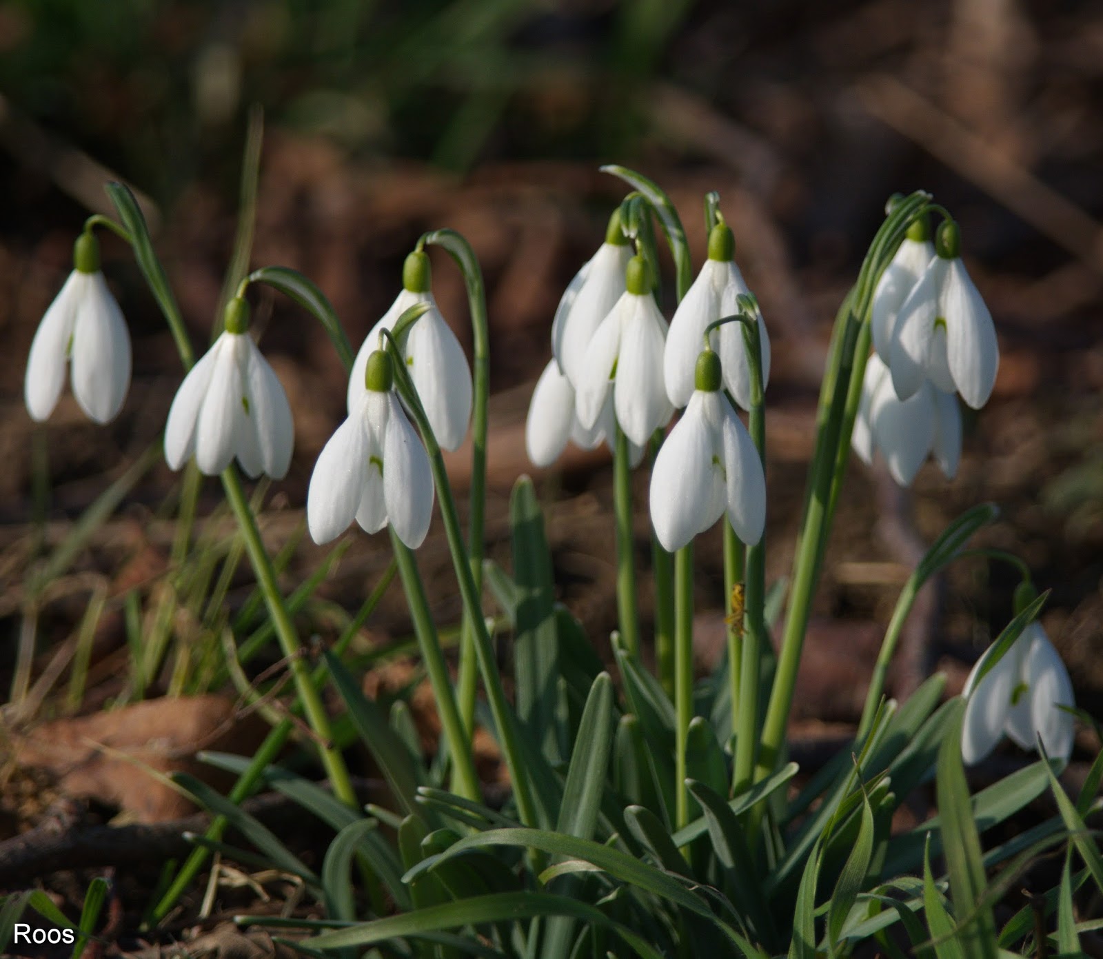 Natuur, cultuur en alles wat boeit ...: Lente bodes - Spring on its way