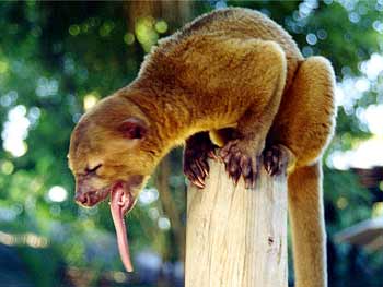 Man Overboard: Getting the Most Out of Your New Kinkajou!