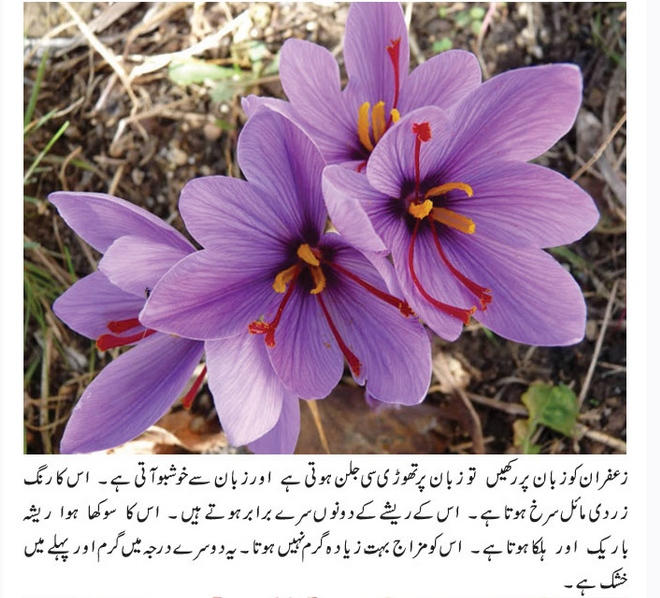 The famous Venetian blond women of the Italian Renaissance was obtained ...