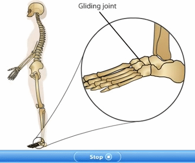 SONU ACADEMY: TEXT: BODY MOVEMENTS (HUMAN SKELETAL SYSTEM) : CLASS-VI CBSE