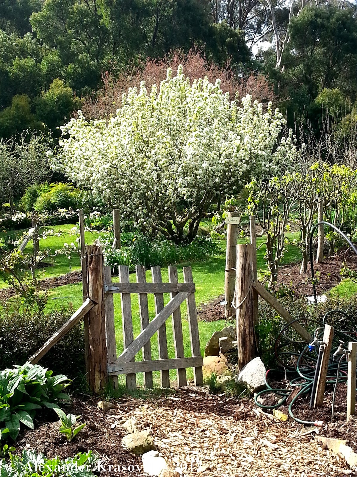 Aggregata Plants & Gardens: Visit to the gardens of St Erth in ...