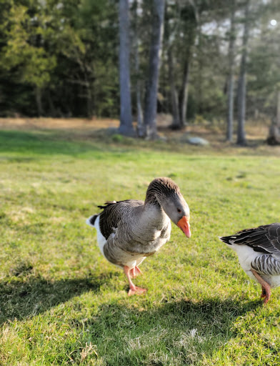 How Much Do Geese Actually Poop? - Fresh Eggs Daily® with Lisa Steele