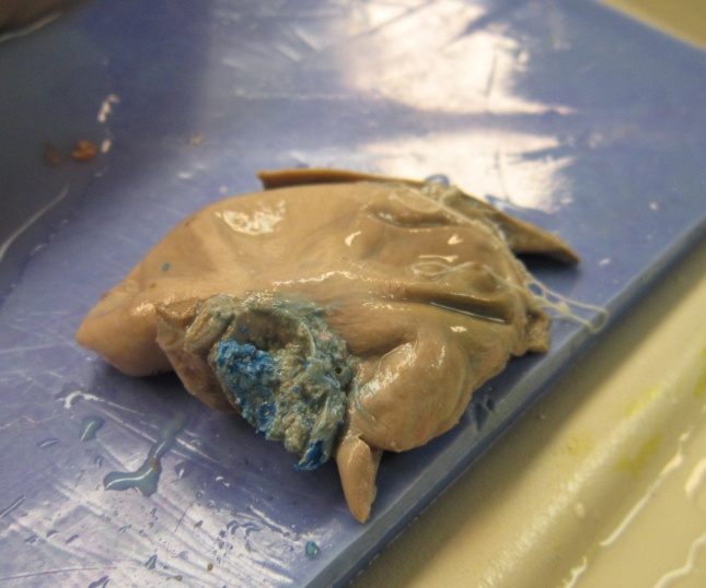 Biology Disection Project: Pig Disection: Digestive System