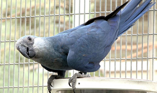 Let's Draw Endangered Species! : ): Spix's Macaw