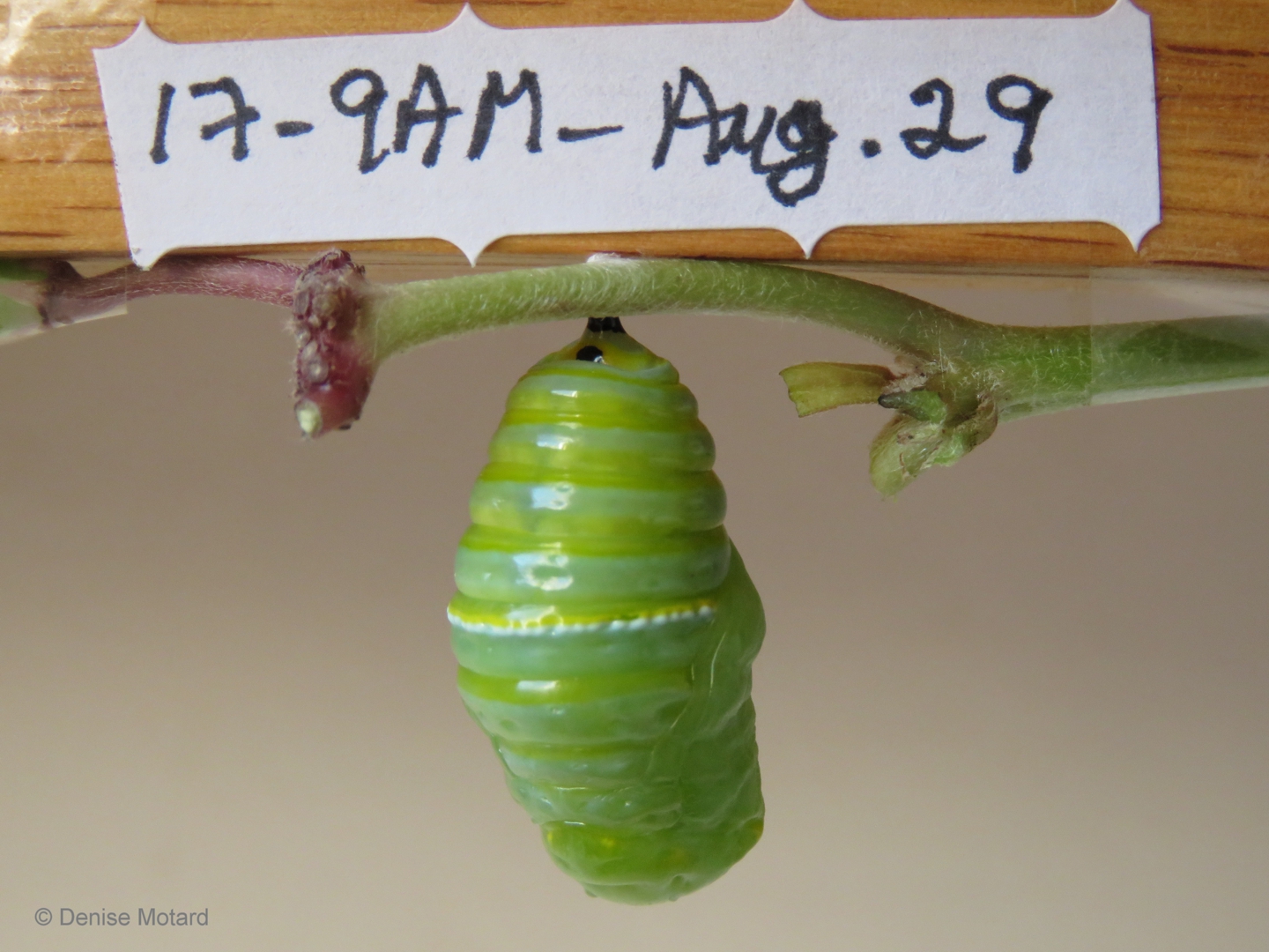 CHRYSALIS