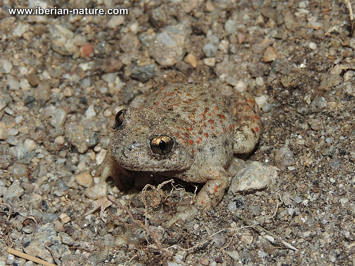 Iberian Nature - Servicio de guías de naturaleza. Birding in ...