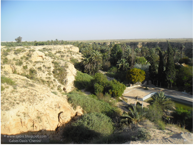 L'oasis de Gabes : Chinini Gabès
