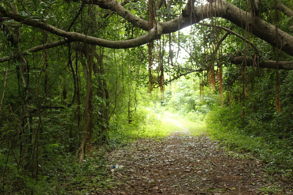 Life at Dharwad: jungle path