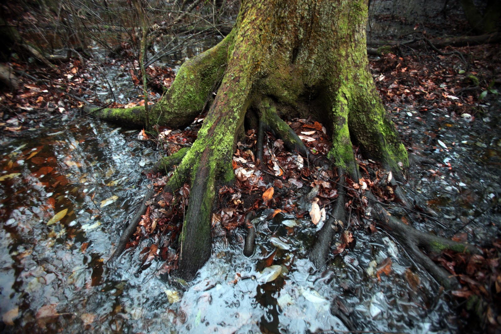 The Log of Spartina: a walk through the swamp