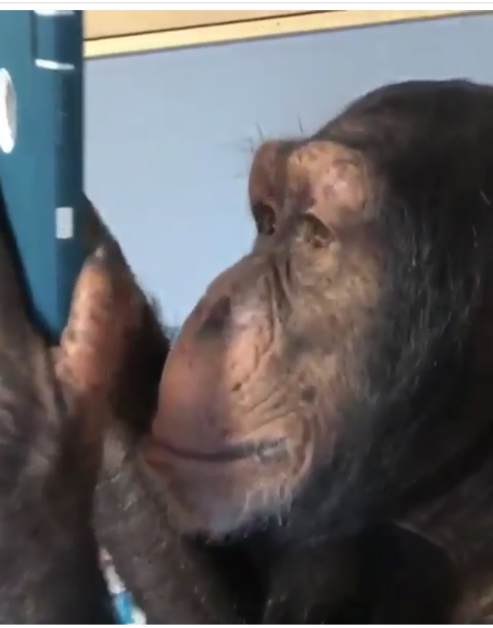 Chimpanzee Captured Updating His IG Status And Watching Video On IG(Pics)