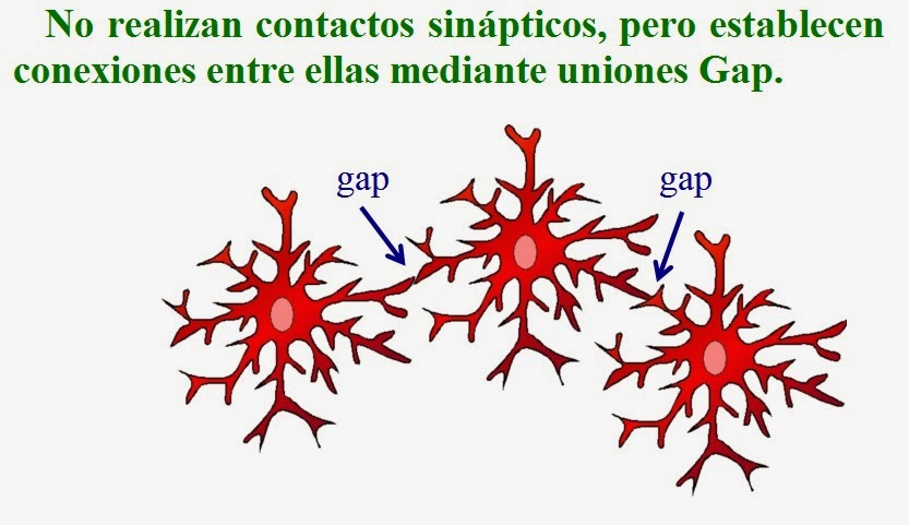 Obstinados navegantes en océanos de incertidumbre: LAS CÉLULAS ...