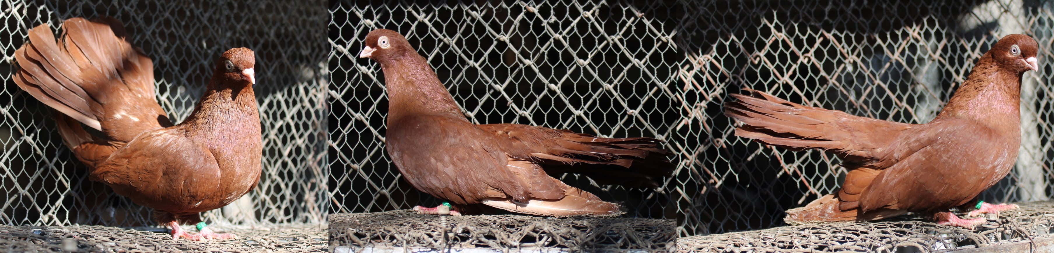 Съвети за отглеждане и здравеопазване на гълъби .: Рецесивно червено ...