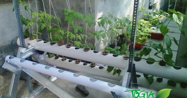 Baru 38+ Cara Menanam Cabe Dan Tomat Hidroponik