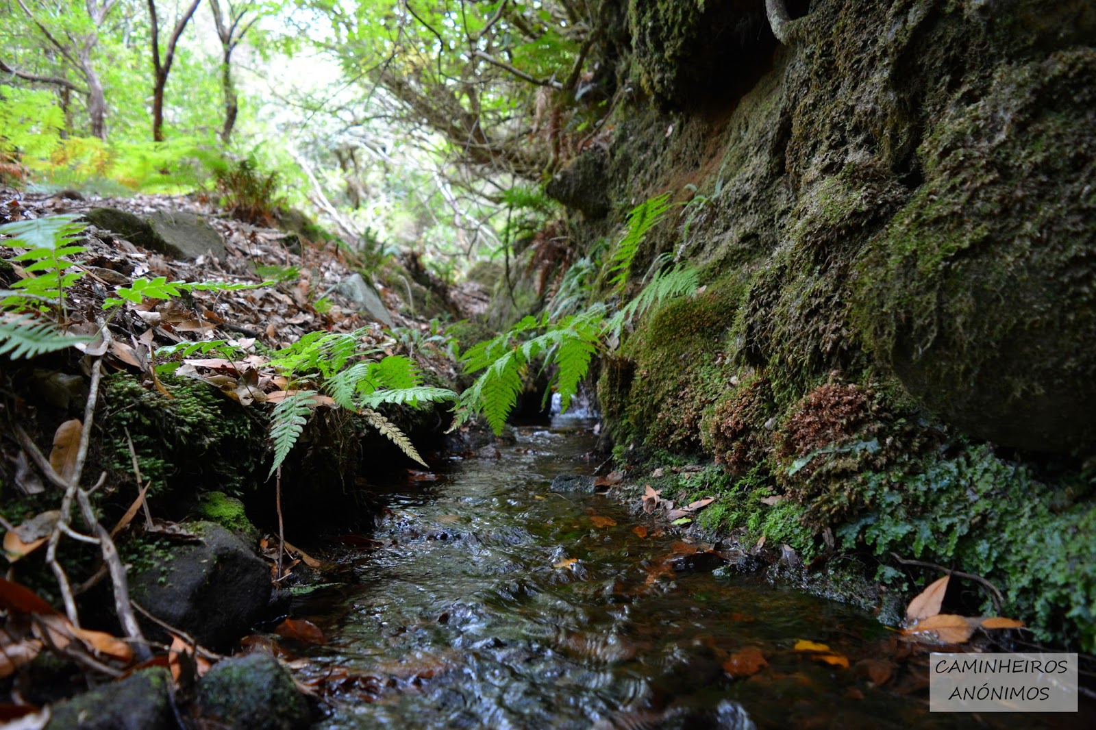Caminheiros Anónimos Levadas da Madeira : Levada dos Marinheiros (Fajã ...