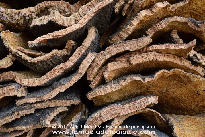 El proceso de extracción del CORCHO en los ALCORNOQUES